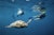 Reef & Sail - The Whitsunday Icons combo - Cruise Whitsundays